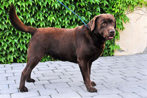 Labradoři :: Mojipejsanci